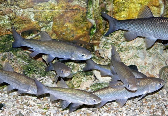 La pesca al Voltreganès: LA BAGRA COMUNA