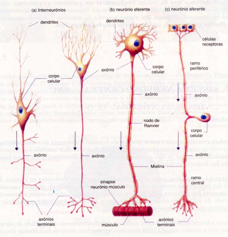 Tecido Nervoso: Neurónios