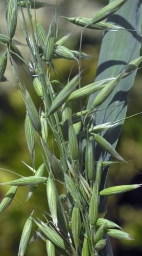 Különleges gabona: a zab | Füvészblog