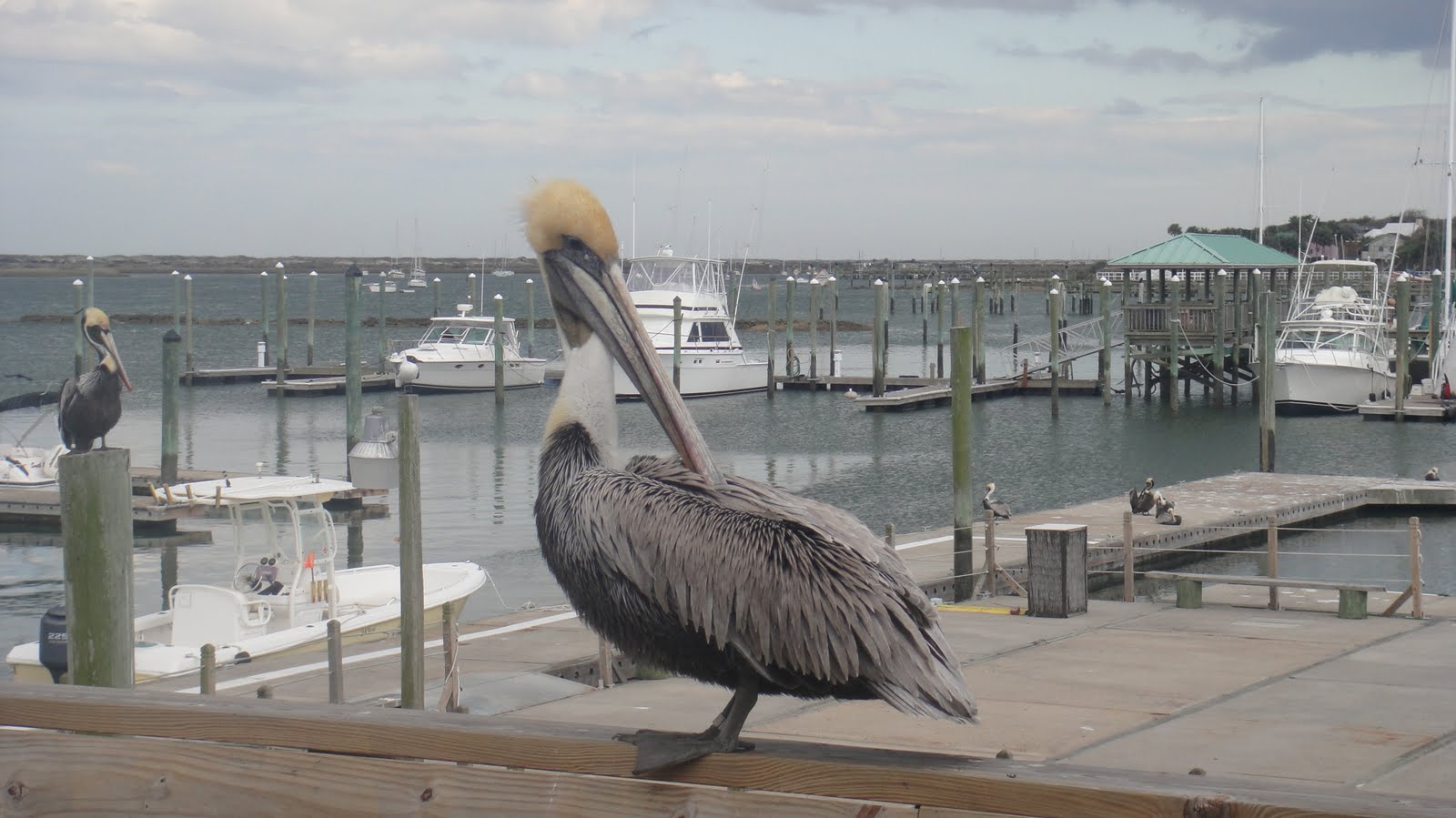 Best of the Bars in the nation's Oldest City: #1 The Conch House