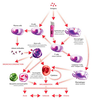MS Nursing- Inflammation: Inflammation- pathophysiology