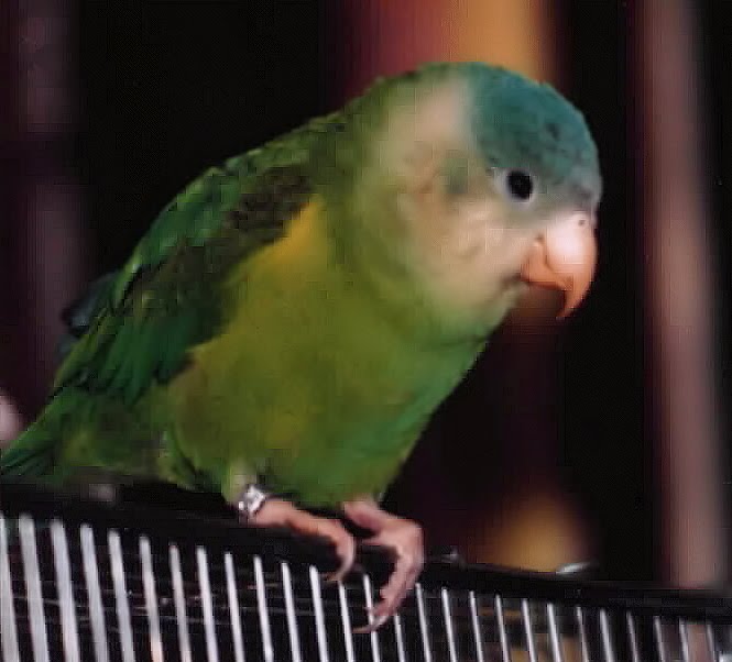 The Grey-cheeked Parakeet & Other Brotogeris: The Pet Potential of the ...