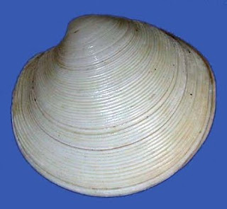 pauloterra: Escola do Litoral.