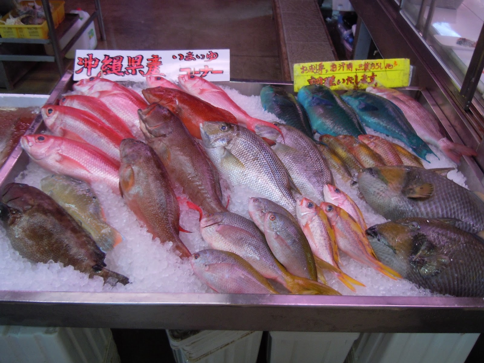 Okinawan Odyssey: Fish, Squid, and More Fish