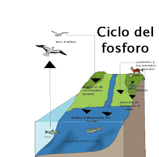 CICLOS DE LA NATURALEZA: Ciclo del foforo
