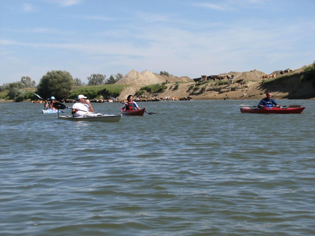 Tură pe râul Timiş, 65 km, România – Serbia – Romania vazuta din caiac