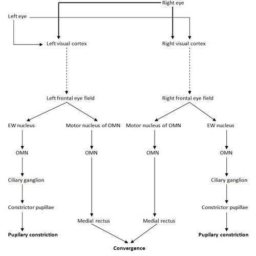 free medical stuff for students: accomodation reflex pathway