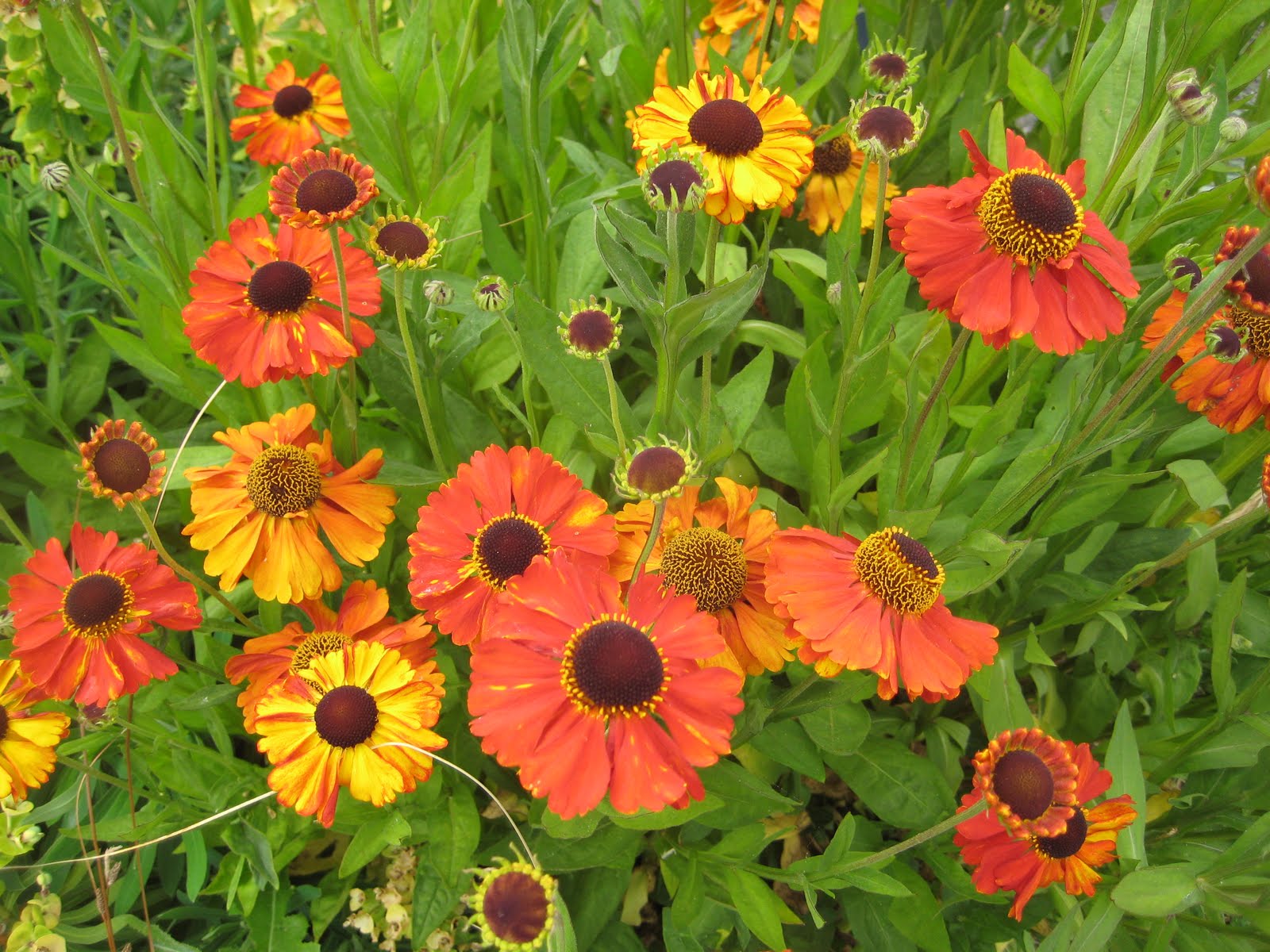 Susan's In the Garden: Perennials - Helenium