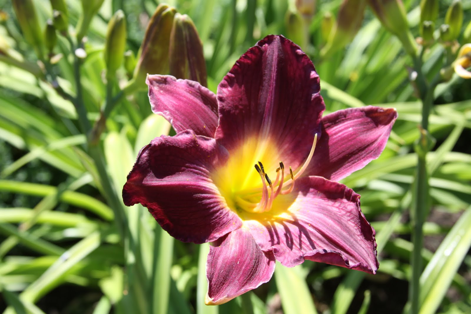Perennials - Daylilies - Susan's in the Garden