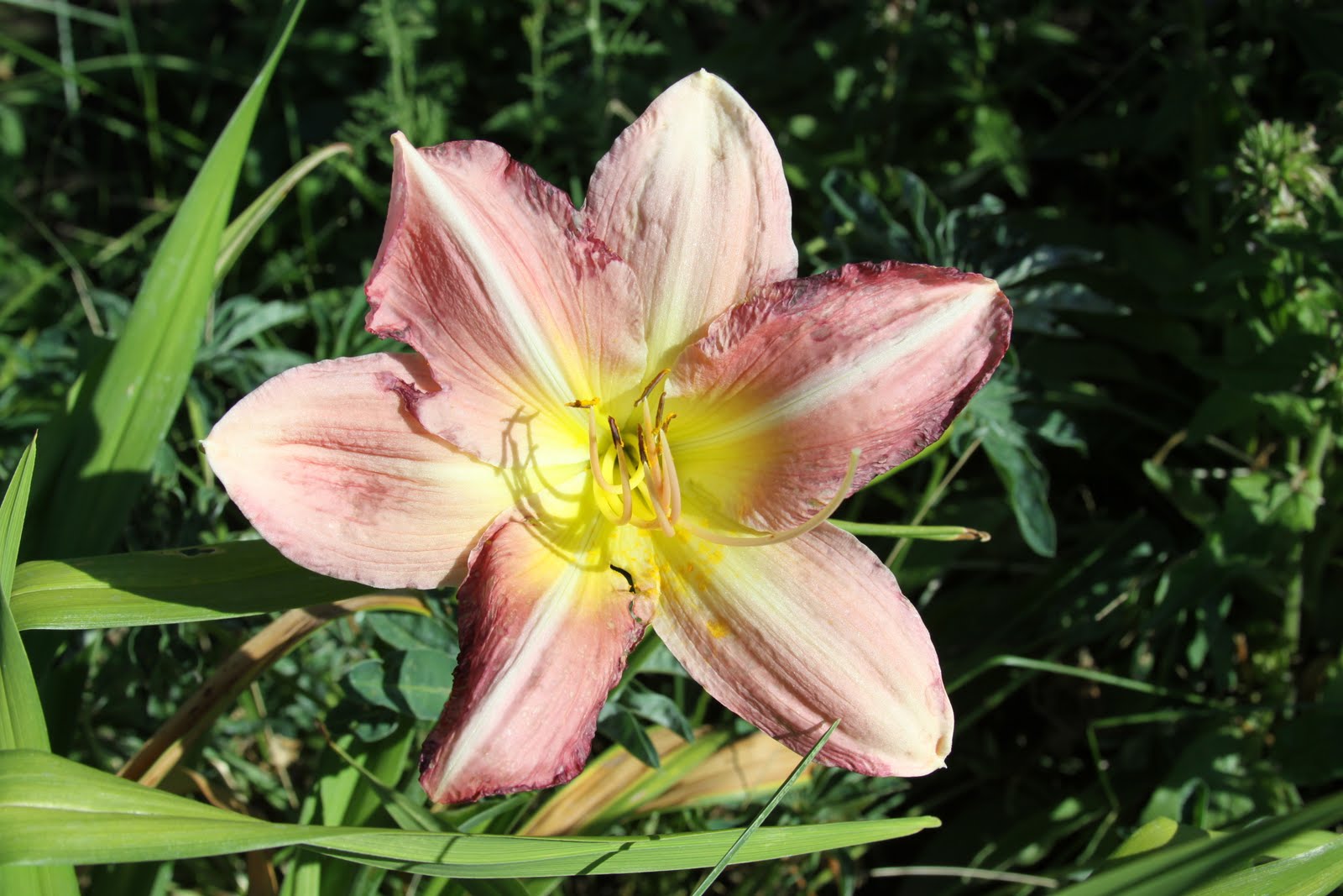 Perennials - Daylilies - Susan's in the Garden