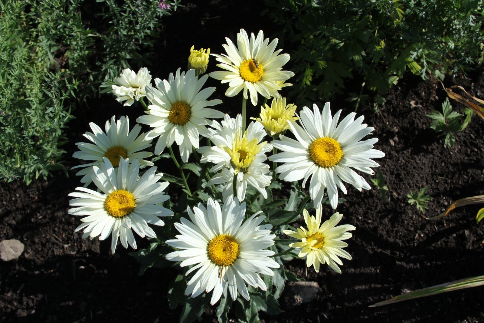 Susan's In the Garden: Perennials - Shasta Daisy