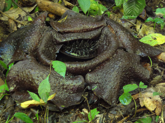 our life in Singapore: the elusive Rafflesia that was first discovered ...