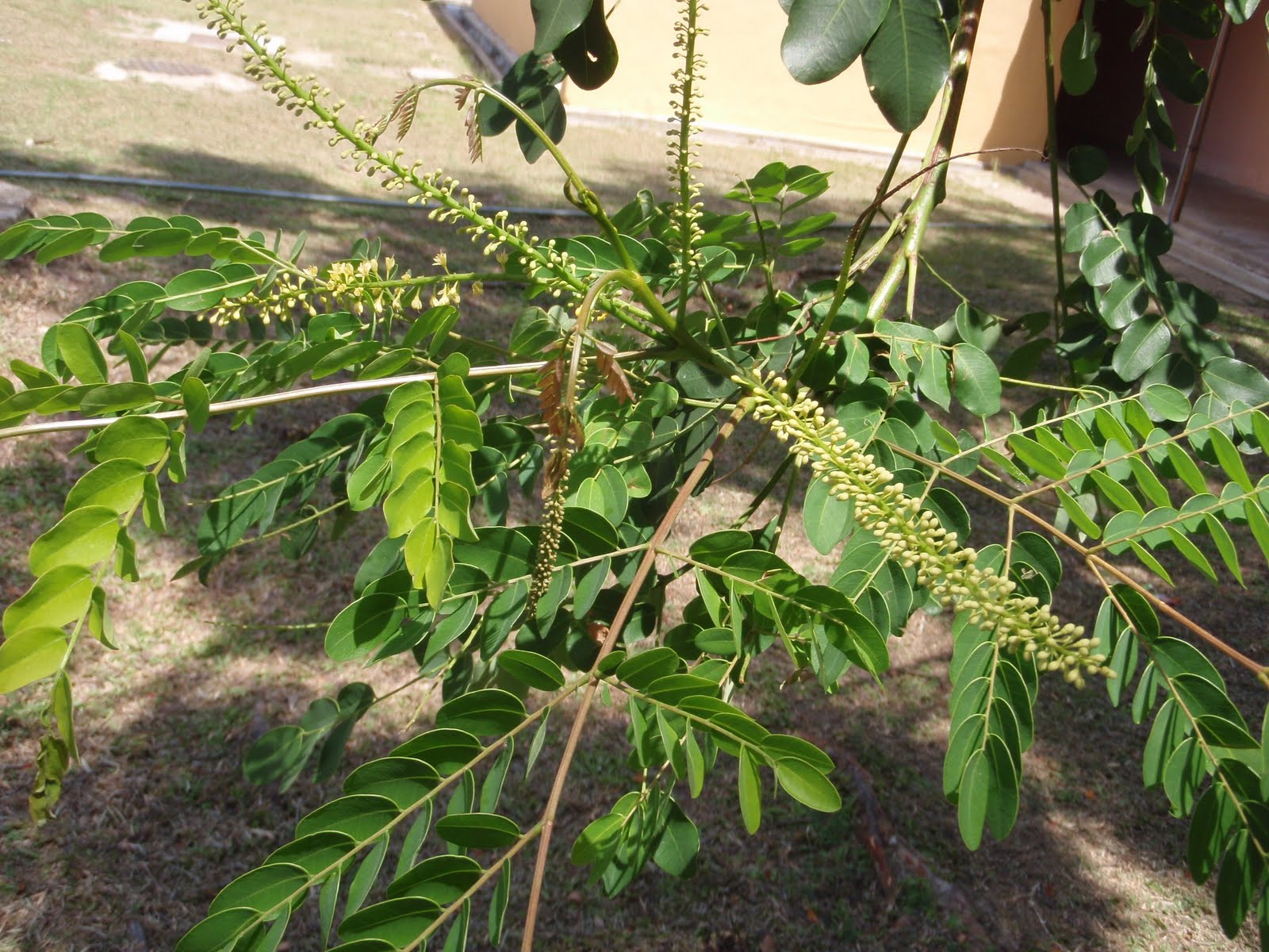 Xing Fu: MEDICINAL USE OF THE SAGA TREE