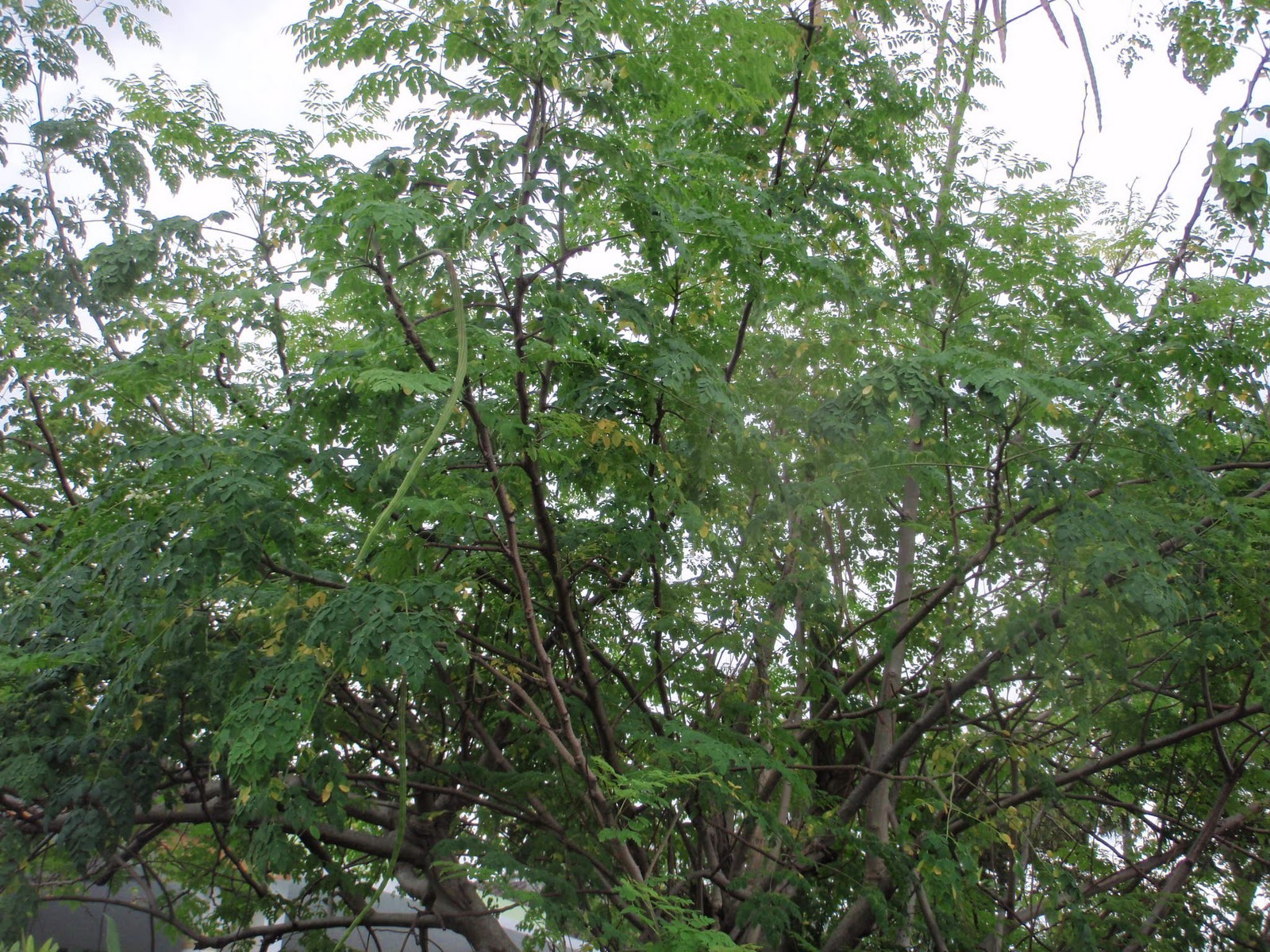 Xing Fu: DRUMSTICK TREE