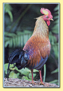 Sri Lanka: Sri Lanka National Bird