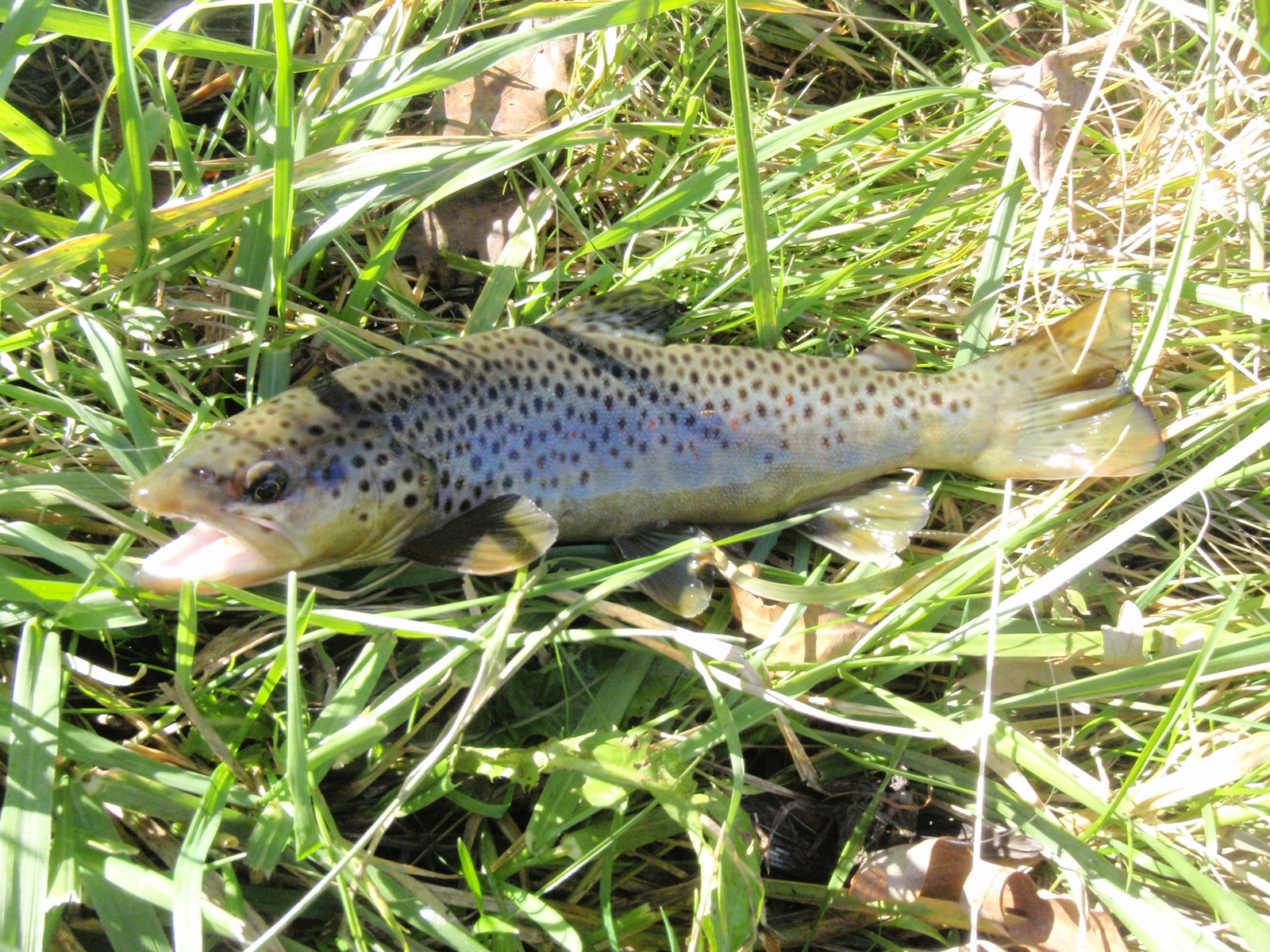 On The Creek: Iowa trout fishing