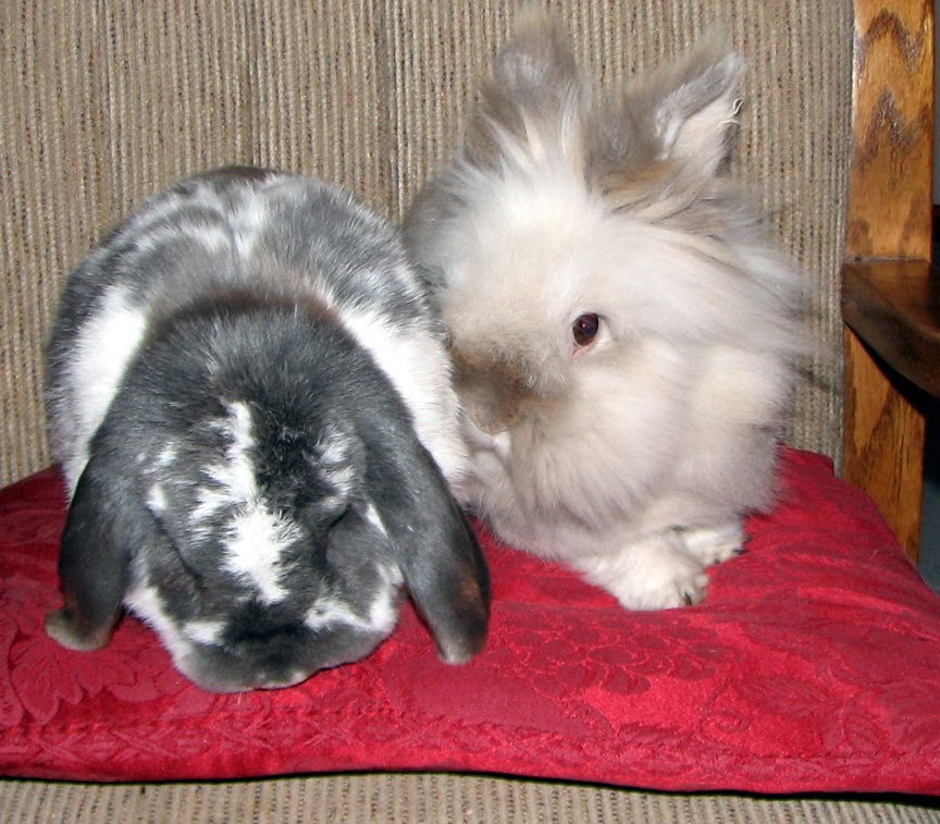 A Houseful of Rabbits: BAXTER BUNNY - 9 YEARS OLD - REST IN PEACE
