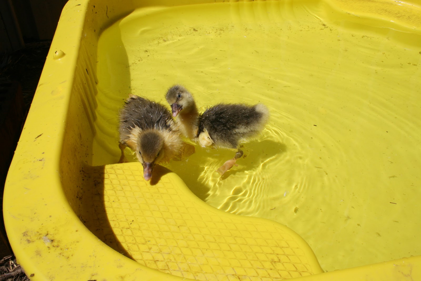 Raising Chooks and Ducks.: Gosling - First Bath in the duck bath!