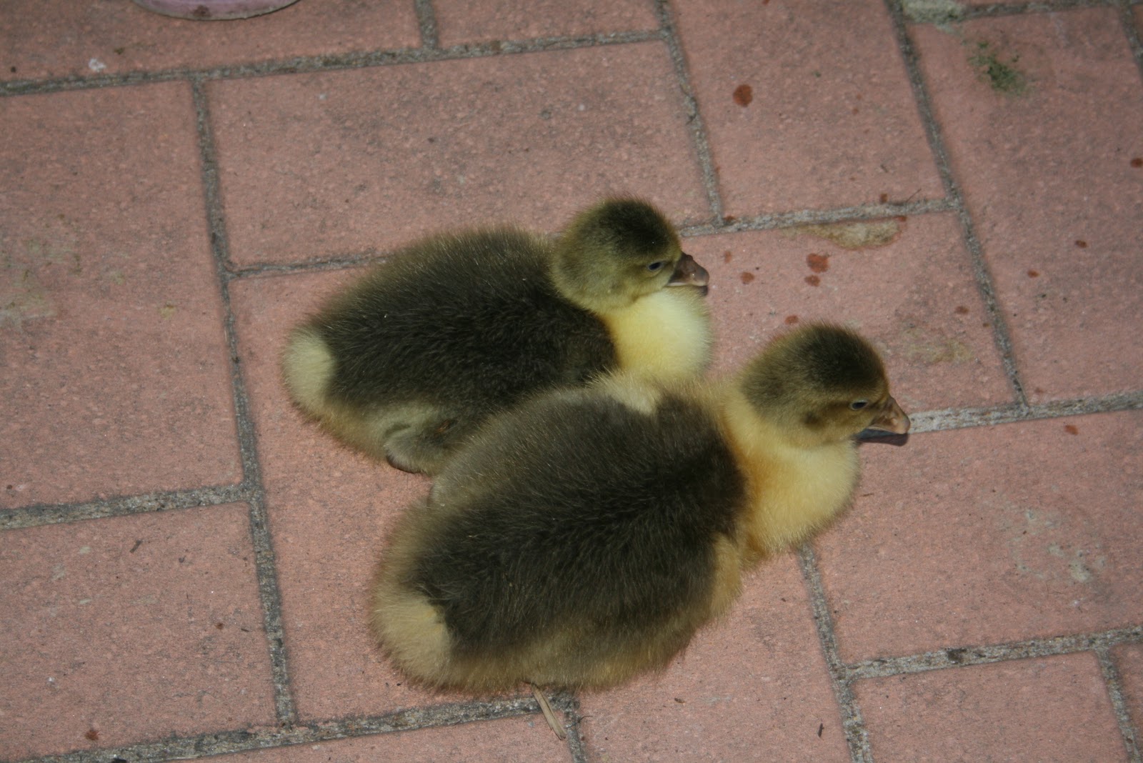 Raising Chooks and Ducks.: Gosling - 2 weeks old