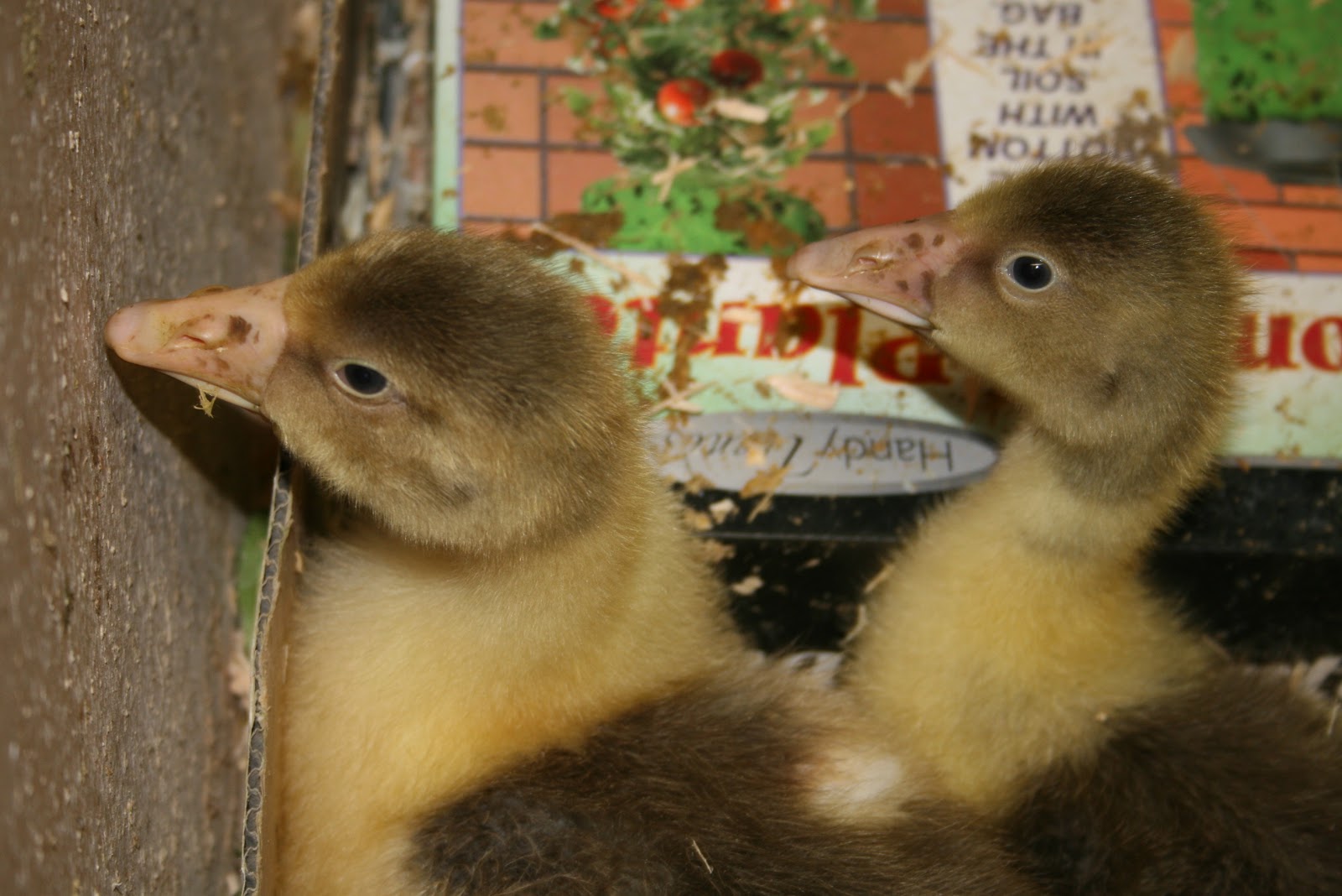 Raising Chooks and Ducks.: Gosling - 3 weeks old