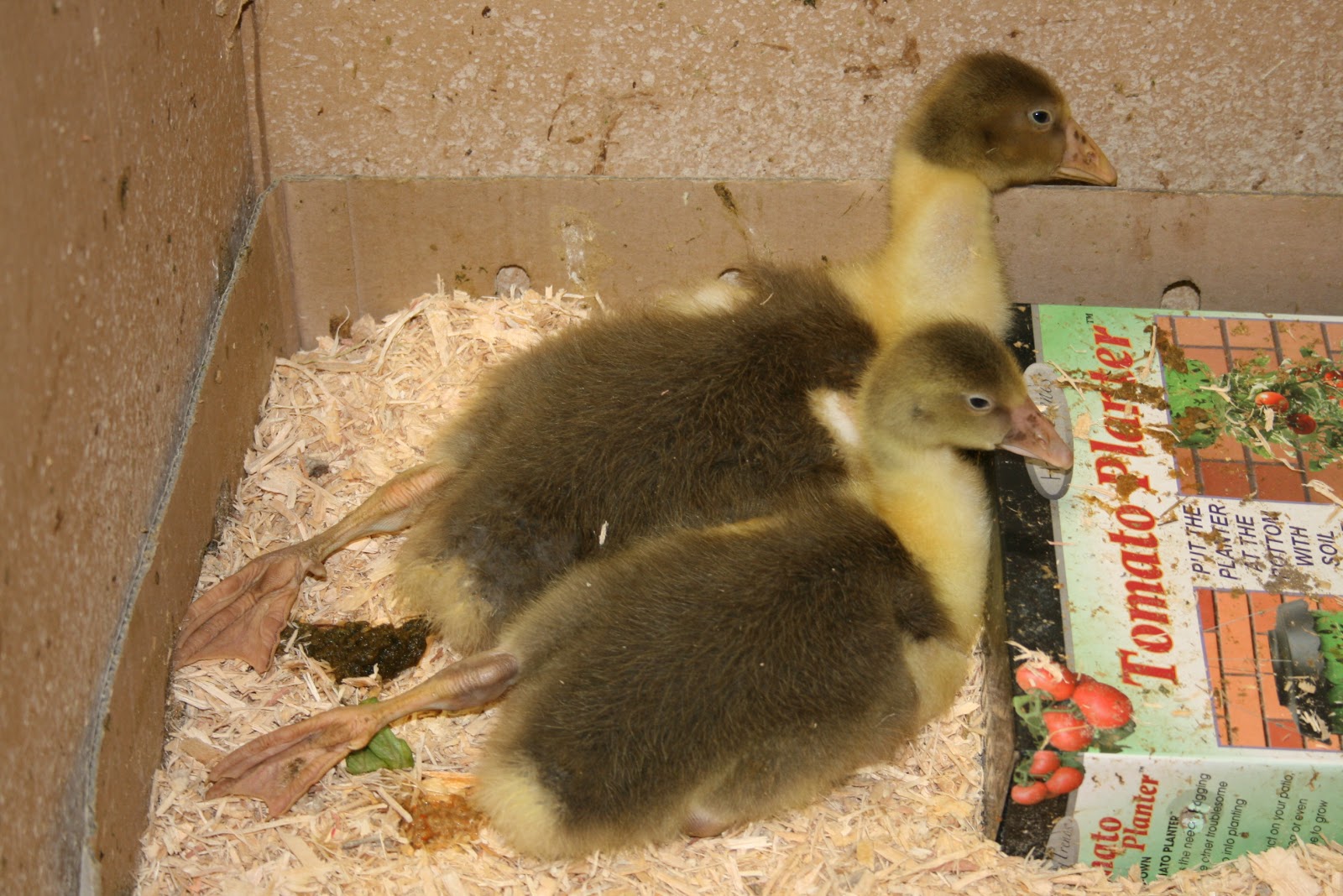 Raising Chooks and Ducks.: Gosling - 3 weeks old