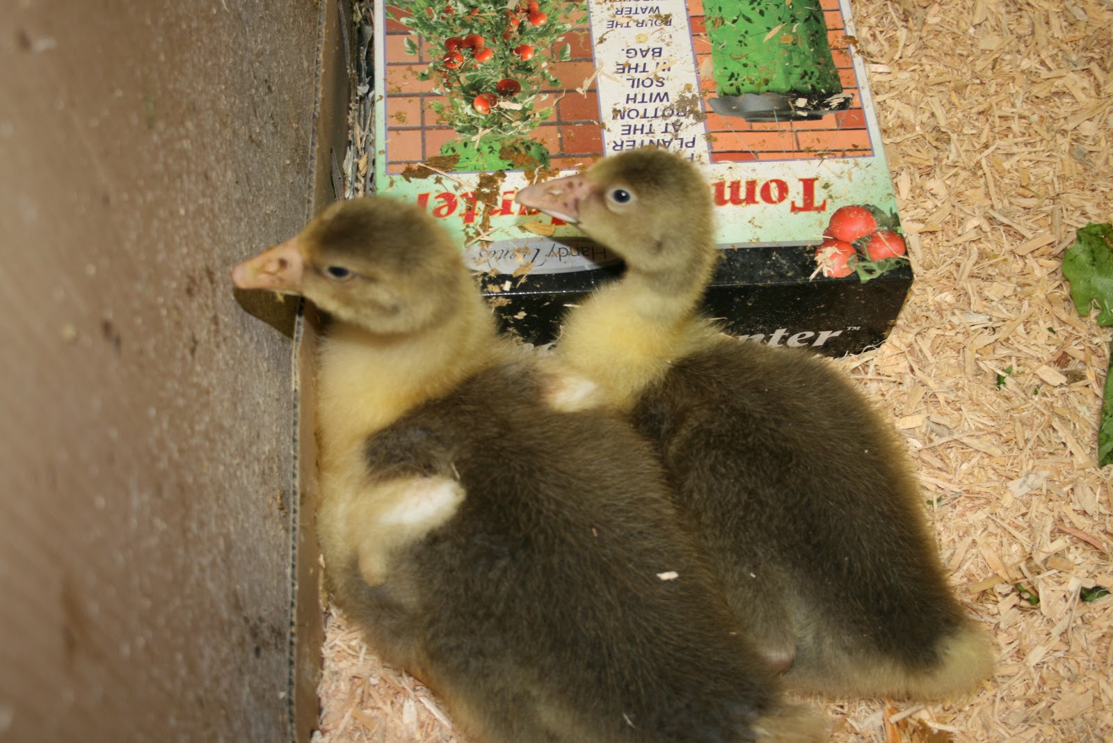 Raising Chooks and Ducks.: Gosling - 3 weeks old