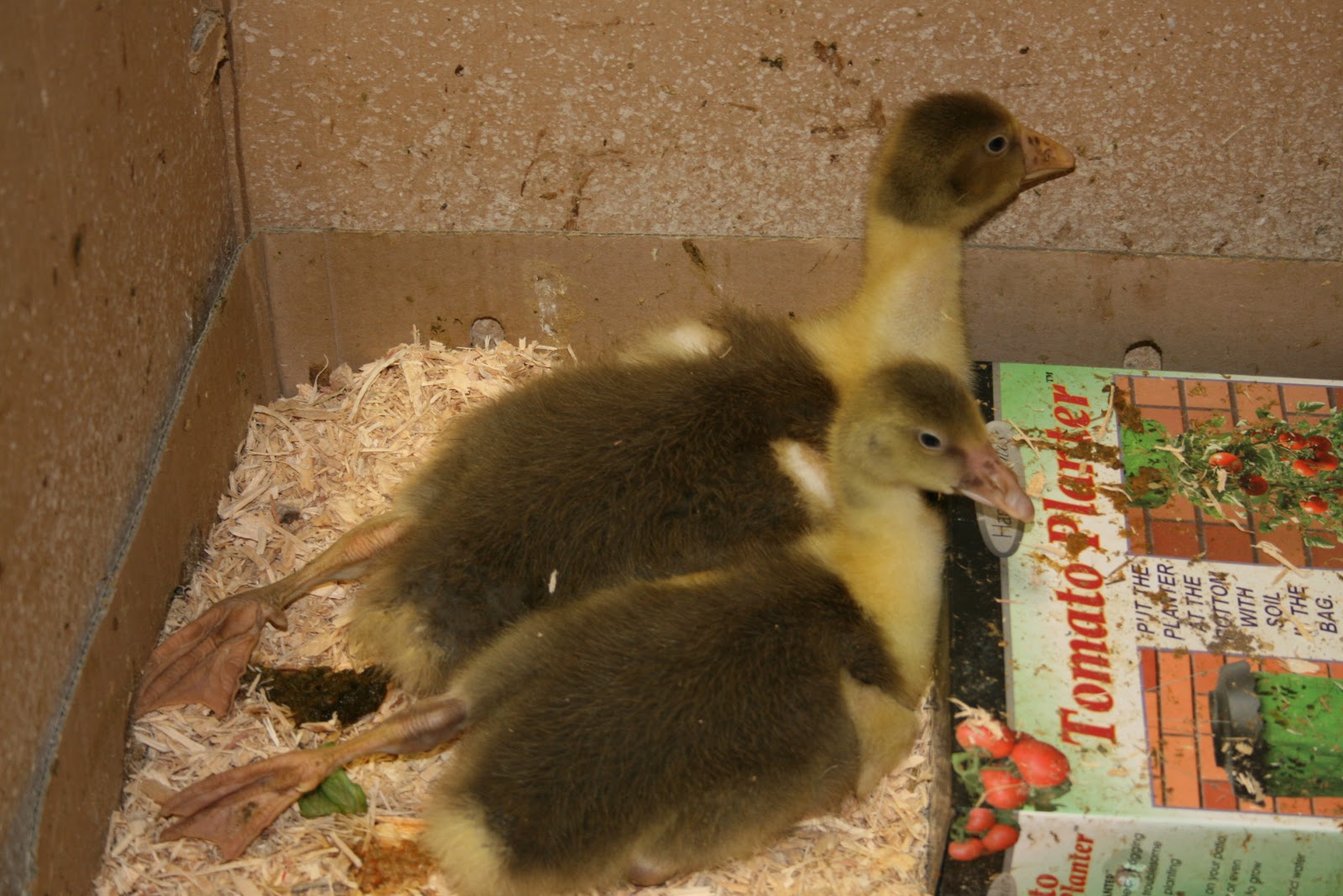 Raising Chooks and Ducks.: Gosling - 3 weeks old