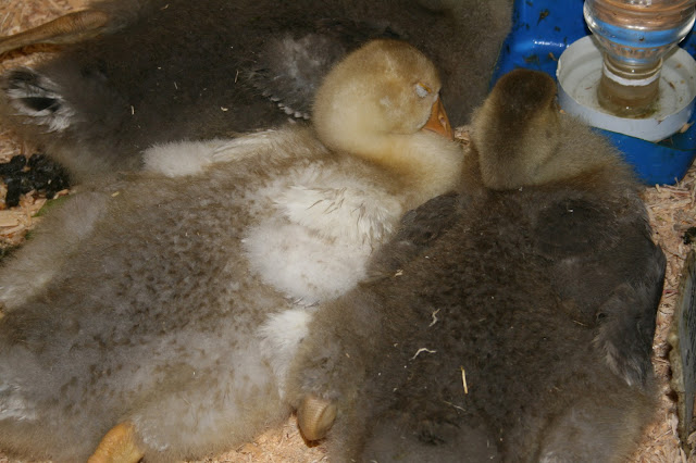 Raising Chooks and Ducks.: Gosling 5 weeks old!