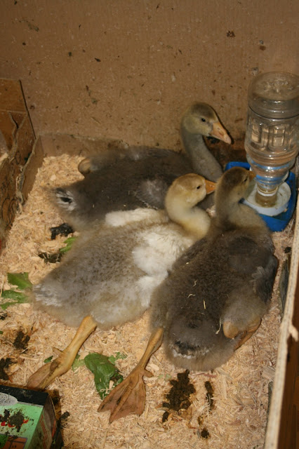Raising Chooks and Ducks.: Gosling 5 weeks old!