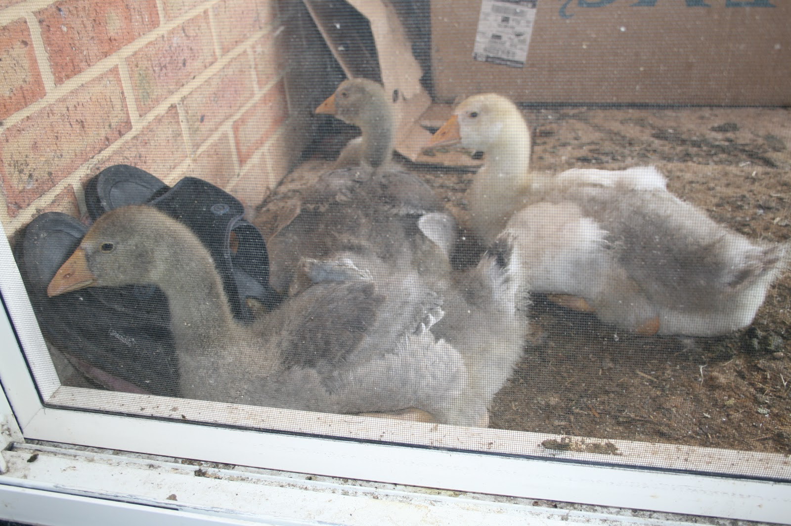 Raising Chooks and Ducks.: Goslings - 6 weeks old
