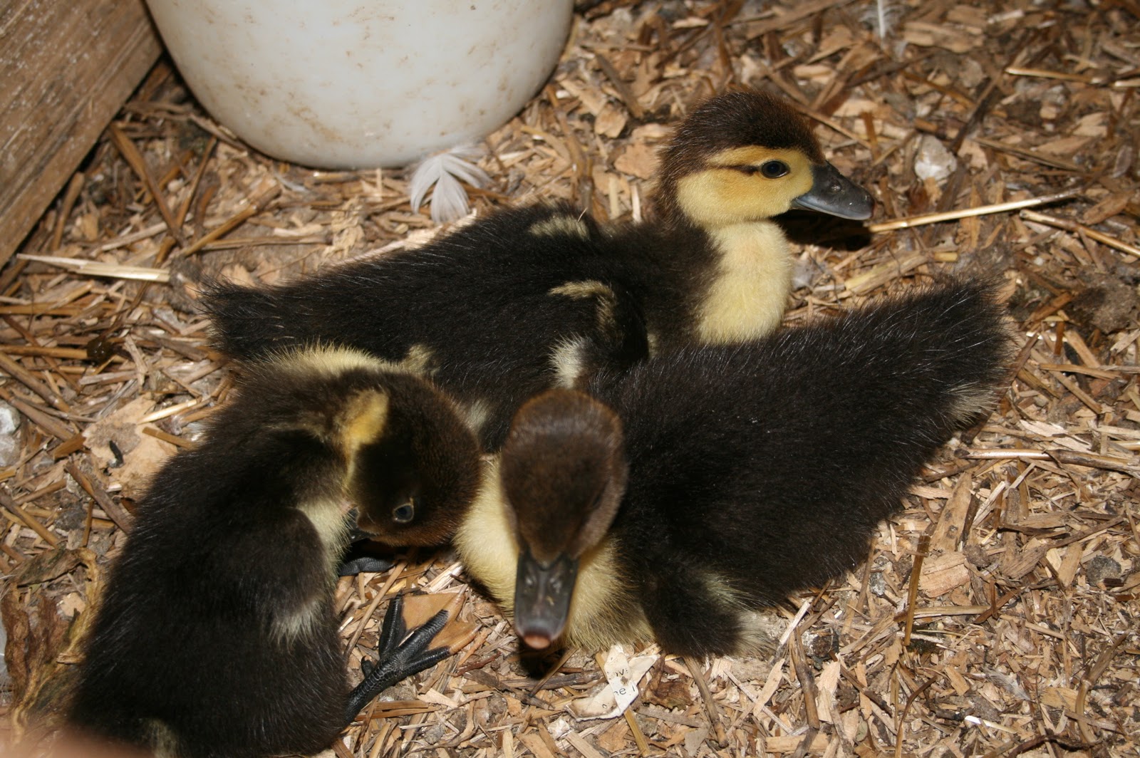 Raising Chooks and Ducks.: Muscovy ducks- week 3