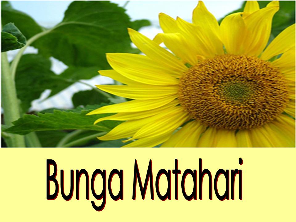 Terpopuler 30+ Tema Bunga