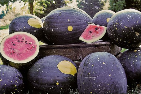 Growing Your Own Groceries: Growing Heirlooms: Moon & Stars Watermelon