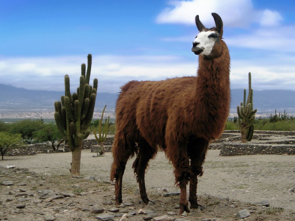 animais pouco comuns: lama
