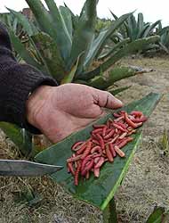 GASTRONOMIA DE TEHUACAN