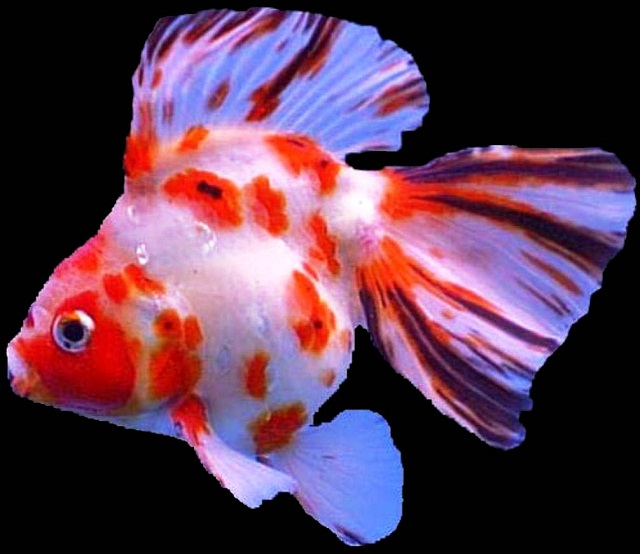 Um pouco sobre os kinguios.