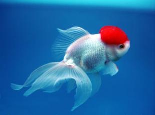 Conheça as espécies de Kinguio, tipos de ração