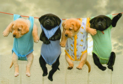 Hella Heaven: The four dogs