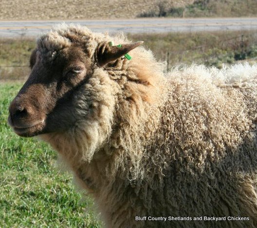 A Shepherd's Voice: Hug A Sheep Day ~ two days later!