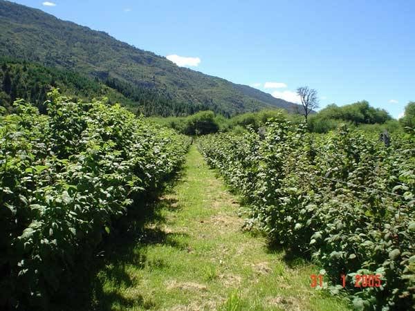 Patagonia Argentina: Agricultura en la Patagonia