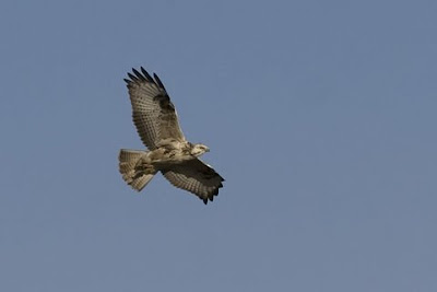 CAMBRIDGESHIRE BIRD CLUB GALLERY: Common Buzzard