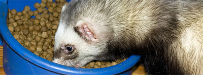 tipos de hurones y cuidados: QUE COMEN LOS HURONES????????