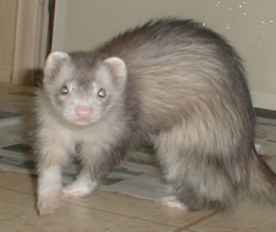 tipos de hurones y cuidados: PLATA