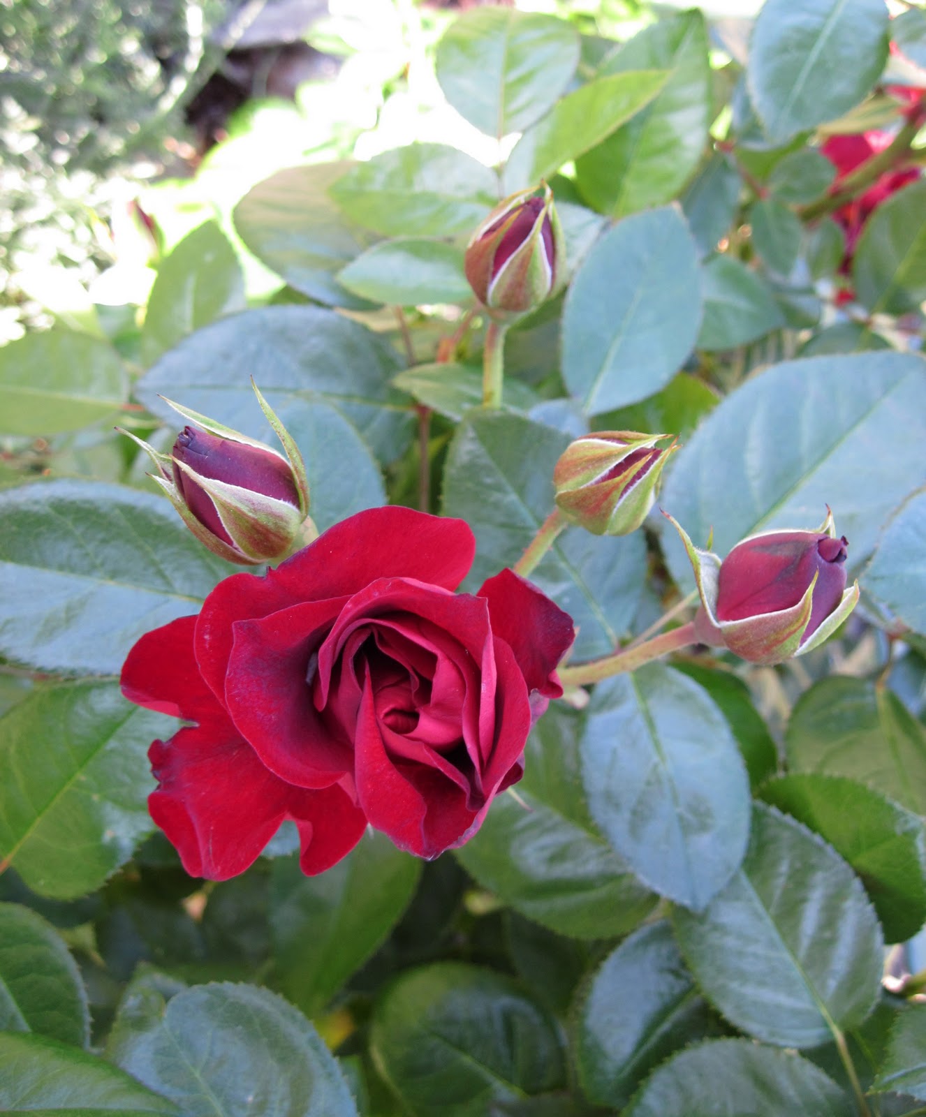 Il giardino sul lago: Rosa Noir Désir