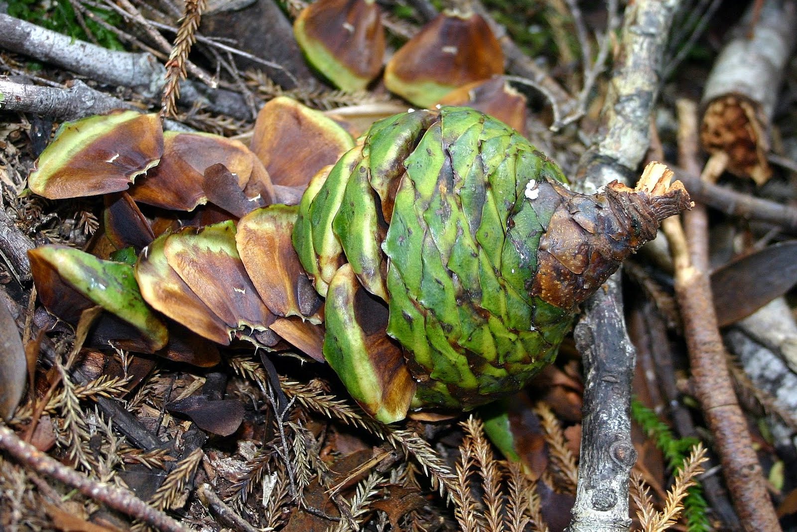 Kauri Agathis australis female cone | Bushmansfriend
