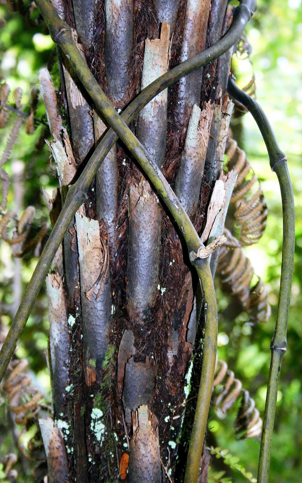 Climbing Stem Examples