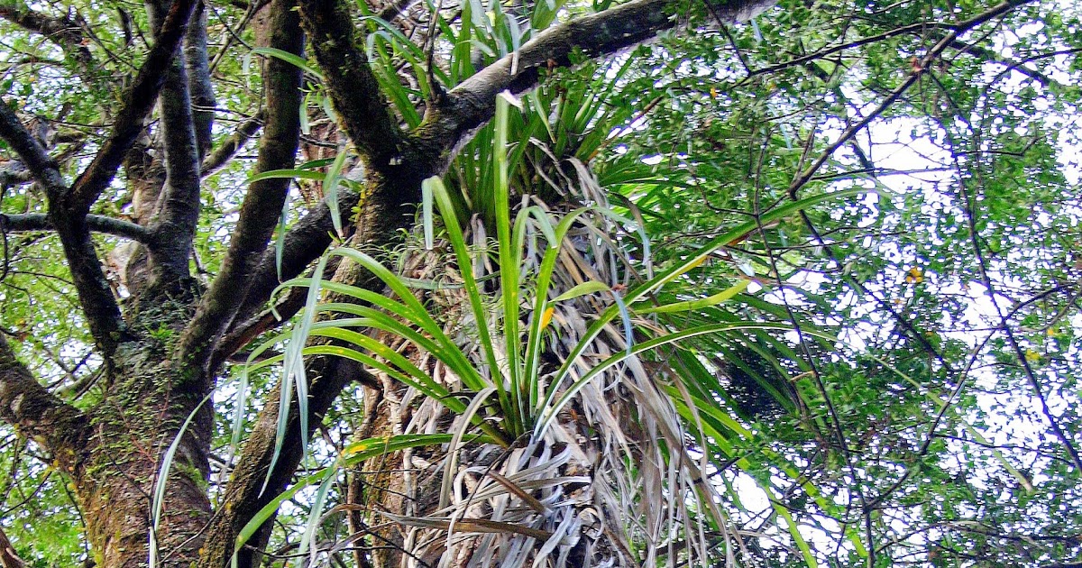 Botany word of the day : Liana: A woody climbing plant that grows from ...