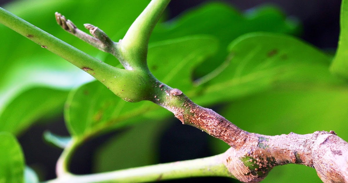 Botany word of the day : Pulvinus: Swelling at the base of some leaves