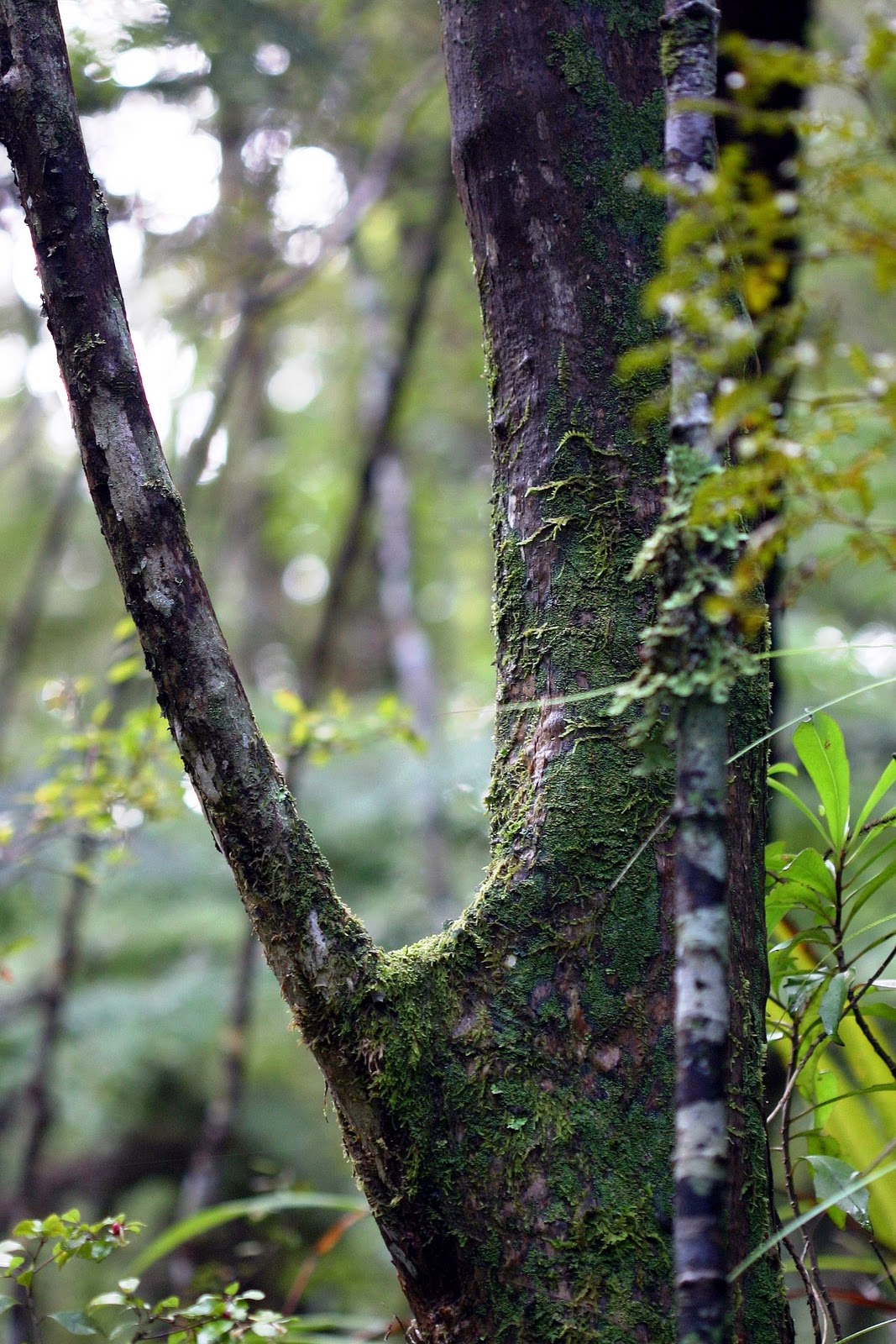 Bushmansfriend : Reaction wood, compression wood and tension wood explained