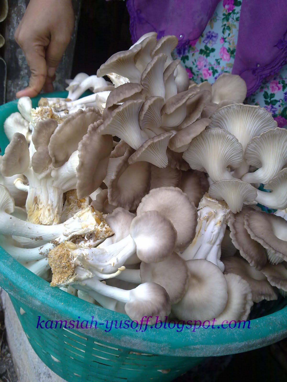 Petik Cendawan..Masak Cendawan...Makan Cendawan | Detik Detik Indah ...